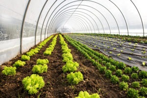Organic Farming - Agriculture Dictionary
